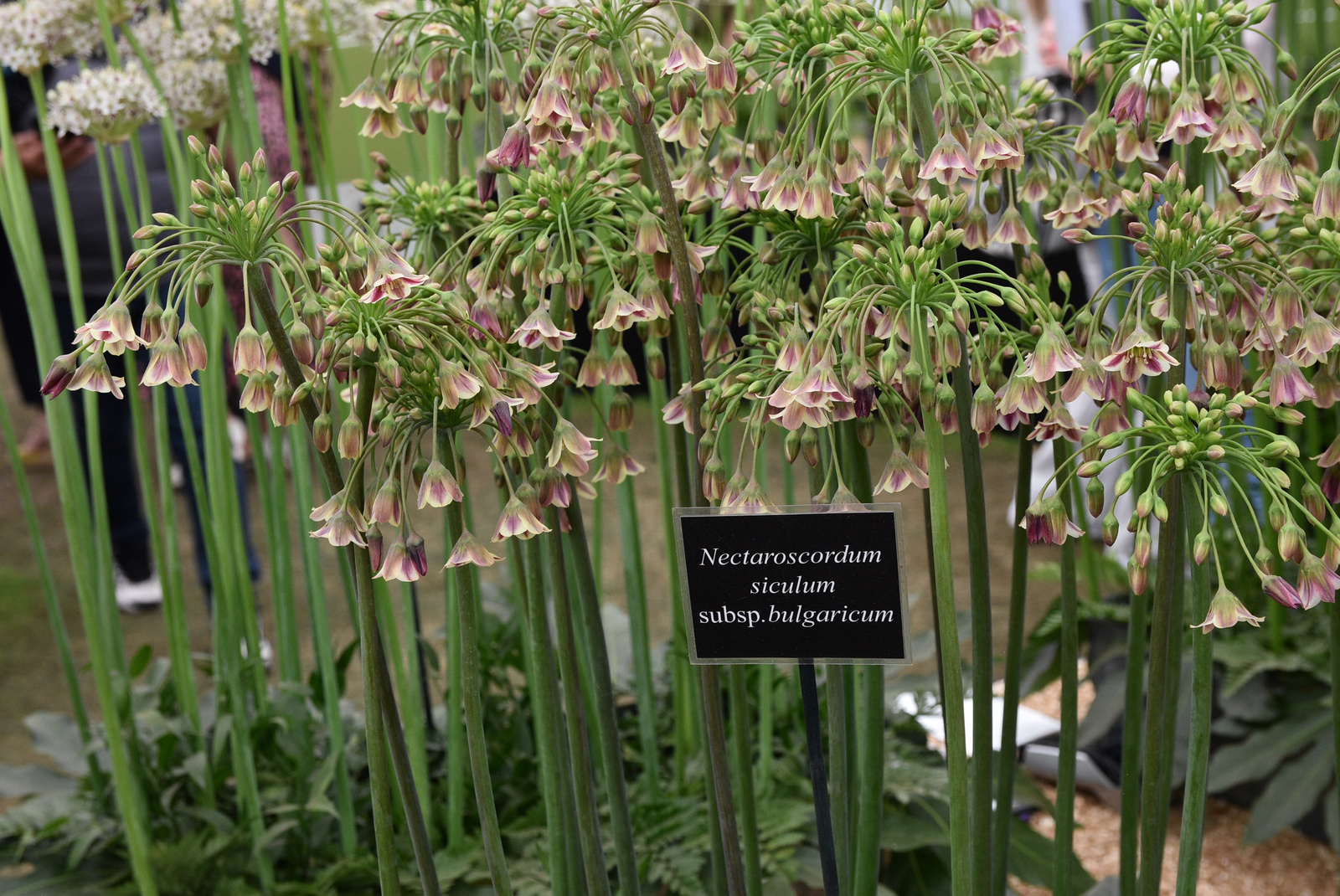 Allium bulgaricum Nectaroscordum siculum , Czosnek bułgarski 8/10 ...