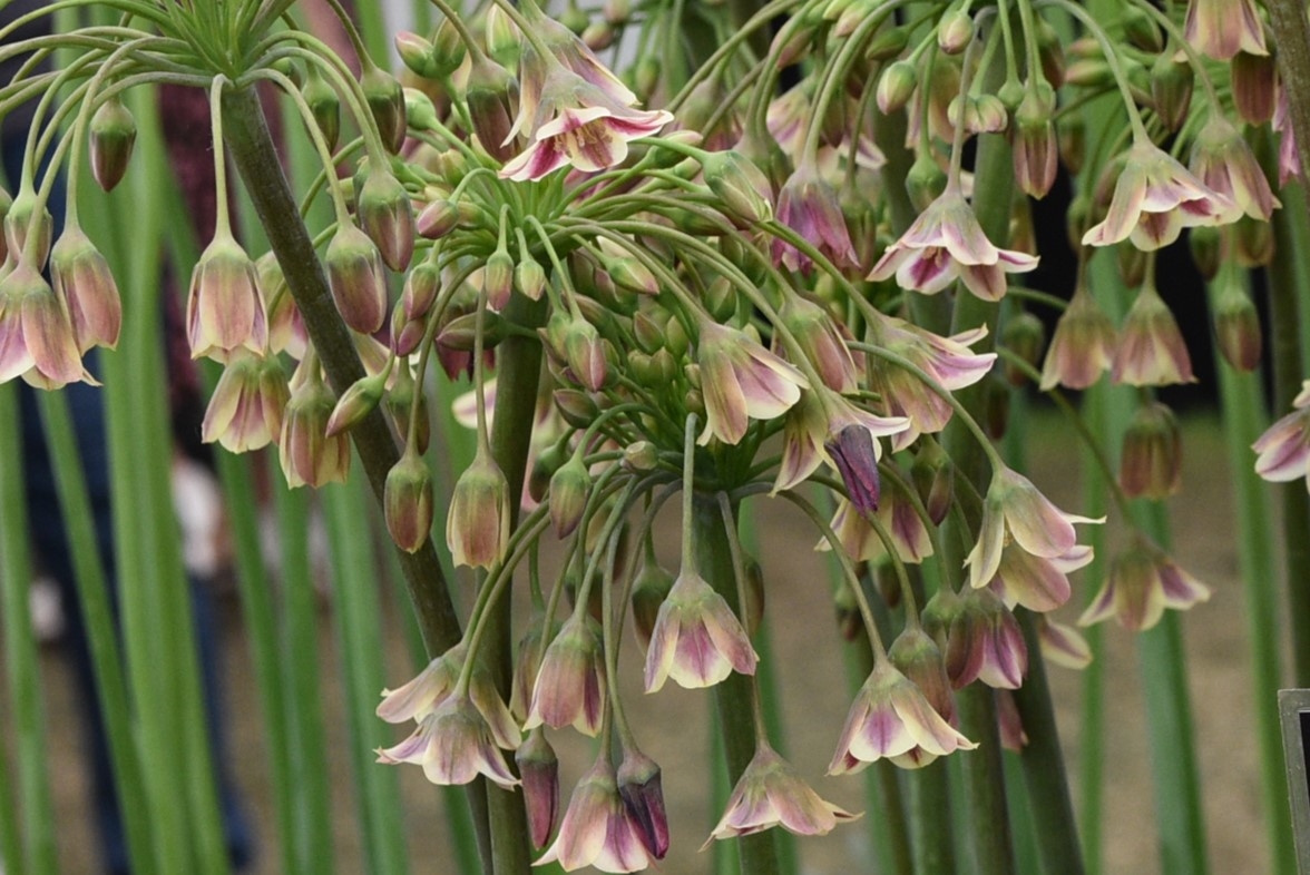 Allium bulgaricum Nectaroscordum siculum , Czosnek bułgarski 8/10 ...