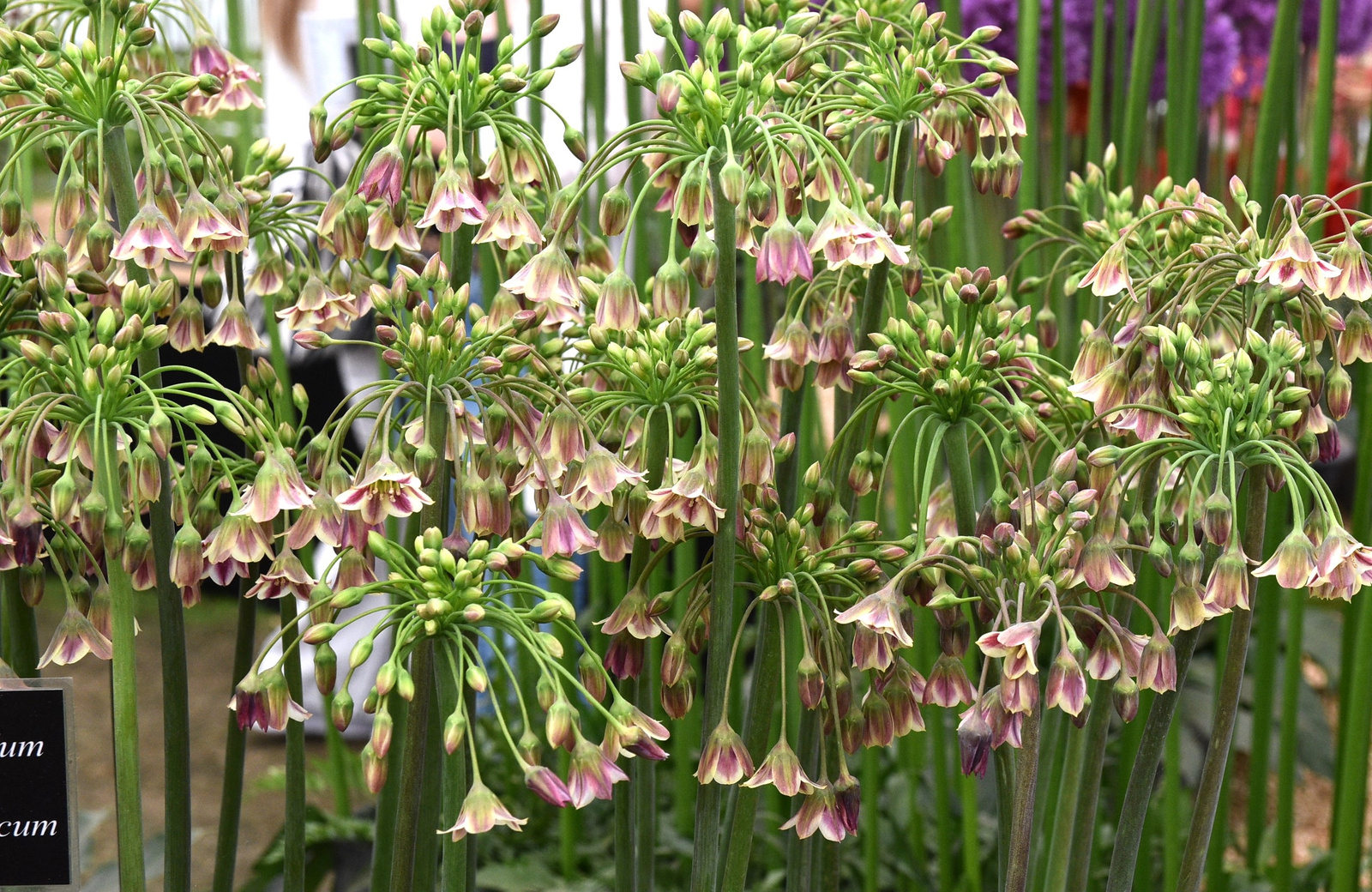 Allium bulgaricum Nectaroscordum siculum , Czosnek bułgarski 8/10 ...