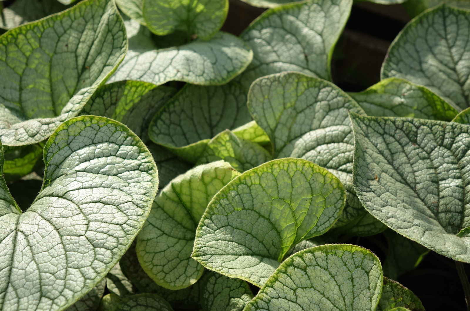 Brunnera macrophylla ‘Silver Heart’ Brunera wielkolistna ‘Silver Heart ...