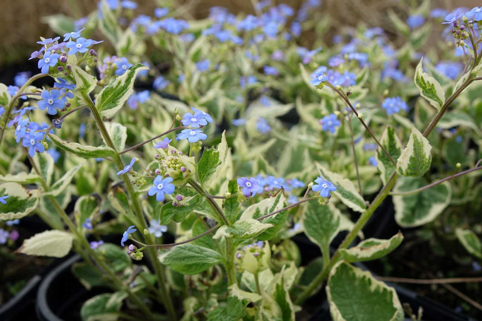 Brunnera macrophylla 'Variegata' , Brunera wielkolistna ‘Variegata’ 2L ...