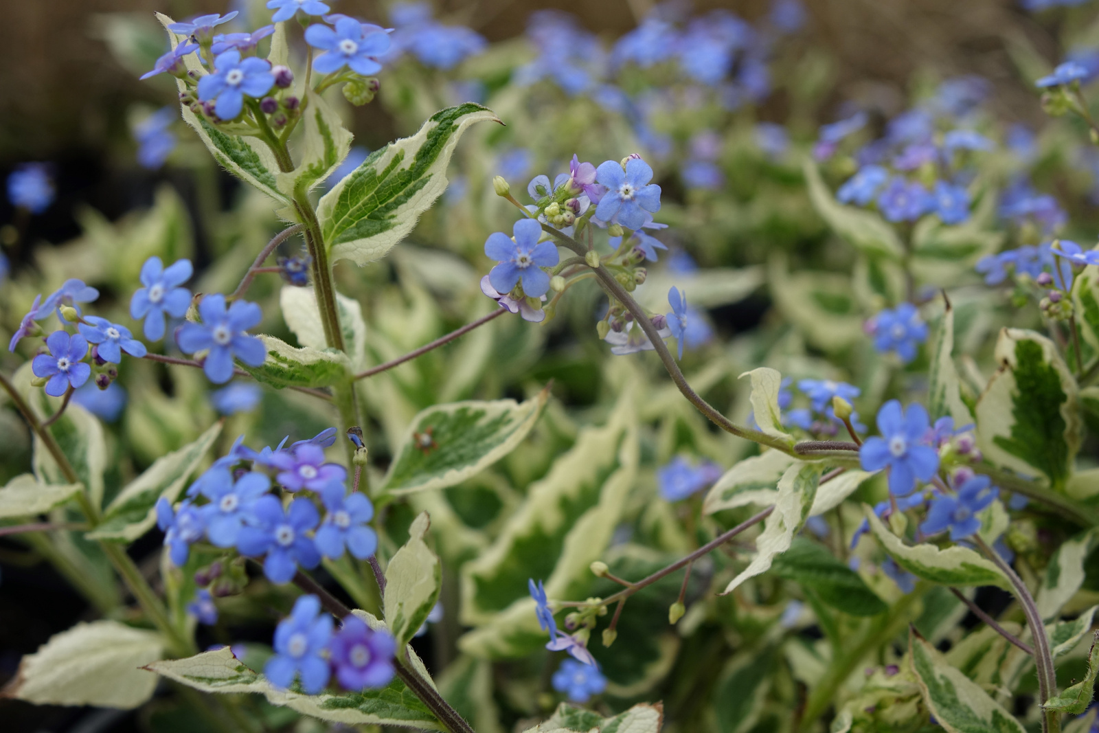Brunnera macrophylla 'Variegata' , Brunera wielkolistna ‘Variegata’ 2L ...