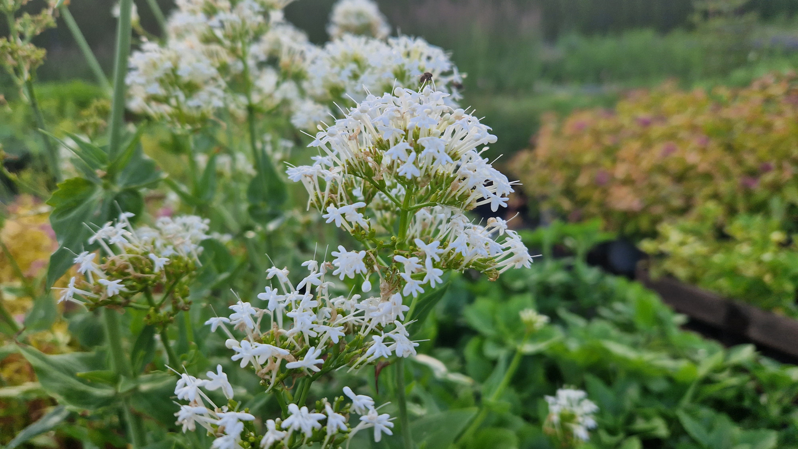 Centranthus ruber ‘Albus’, Ostrogowiec ‘Albus’ P9 | Byliny Nowości