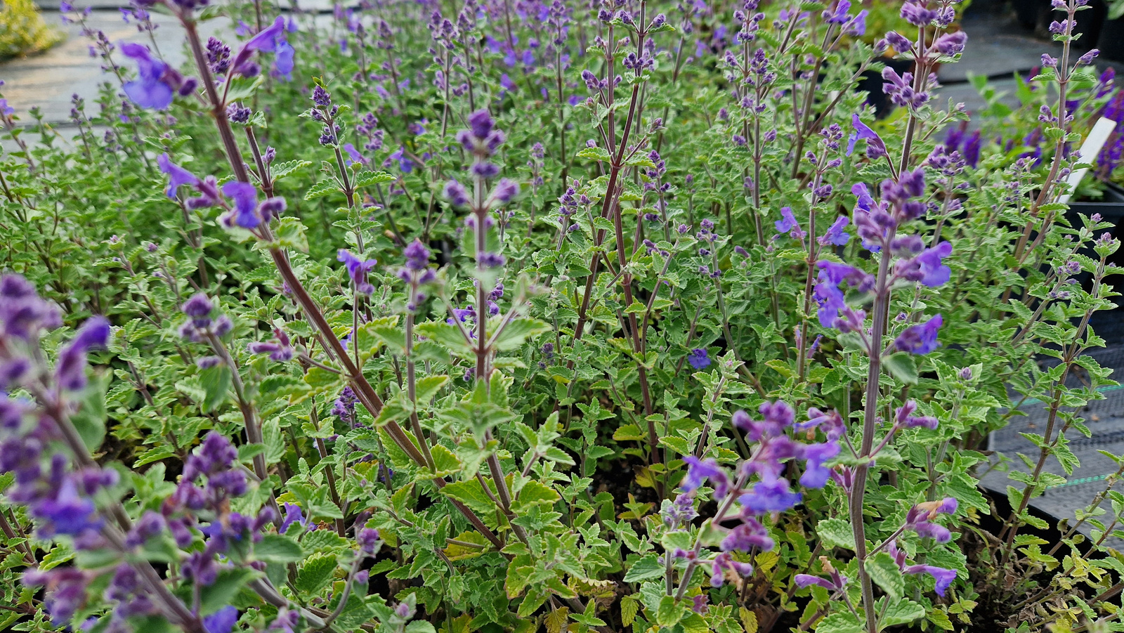 Nepeta faasseni 'Kit Kat' , kocimiętka fasseni 'Kit Kat' 1,5 L | Byliny ...
