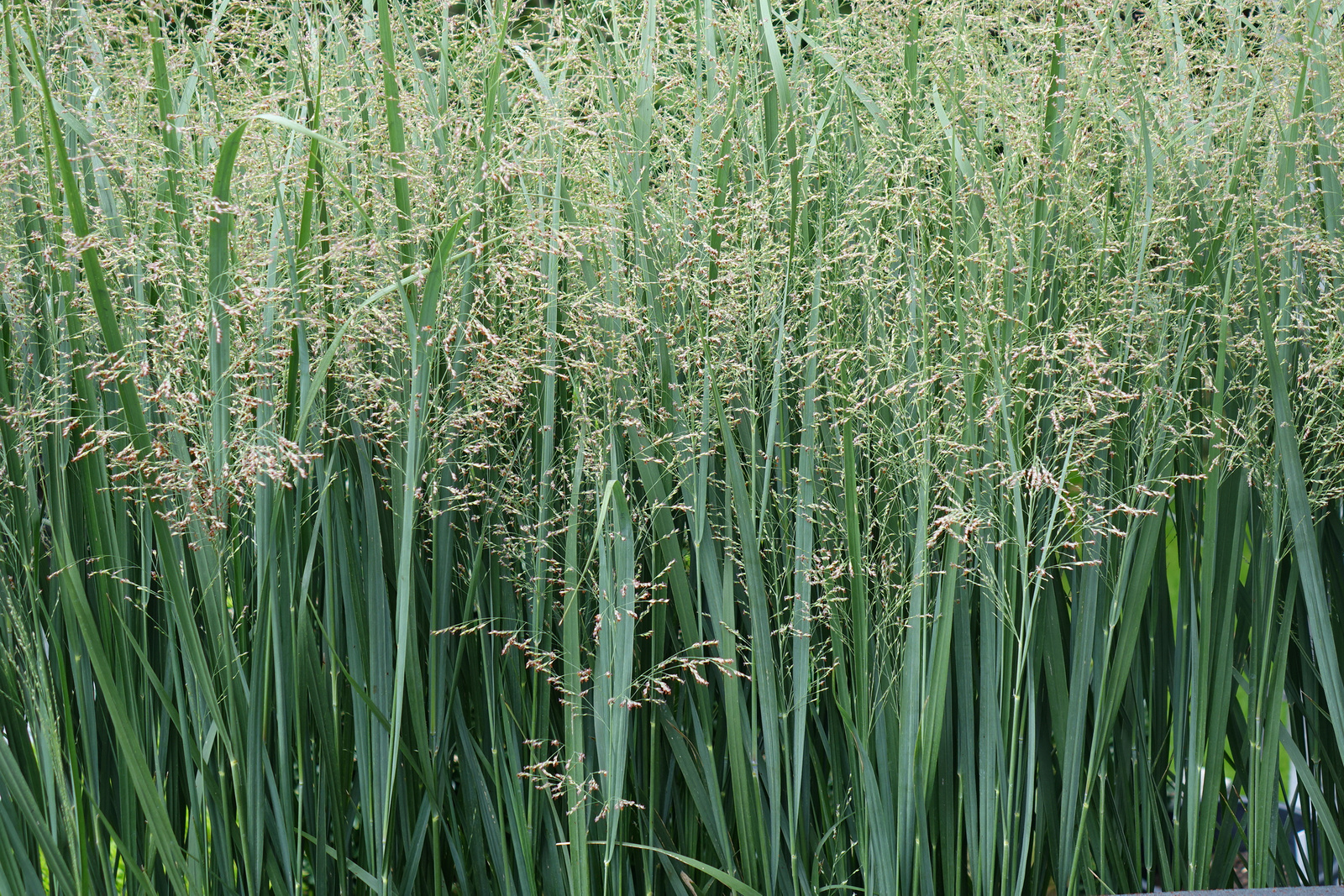 Panicum virgatum 'Northwind', Proso rózgowate 'Northwind' 2L | Trawy