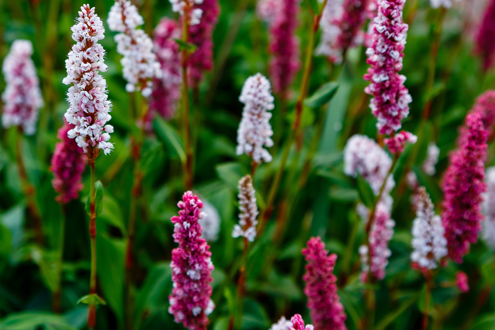 Polygonum affine ‘Superbum’ Rdest pokrewny ‘Superbum’ | Byliny Strona ...