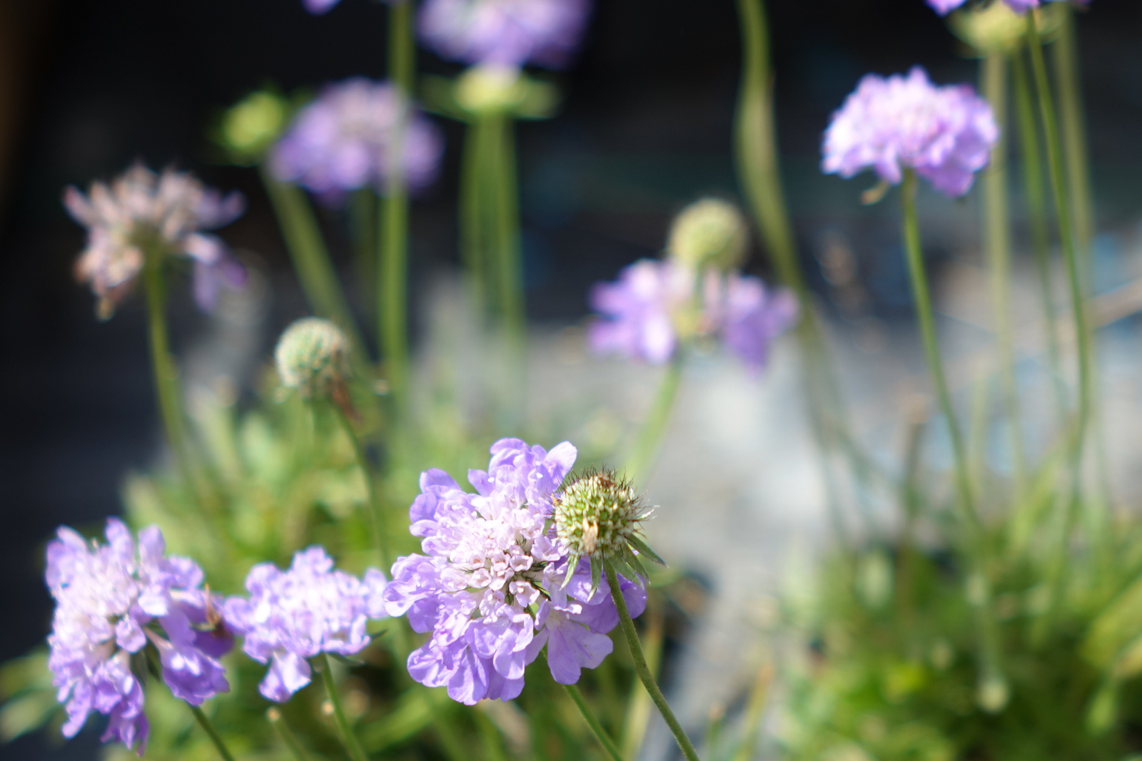 Scabiosa columbaria ‘Blue Note’ Drakiew kolumbijska „Blue Note ...