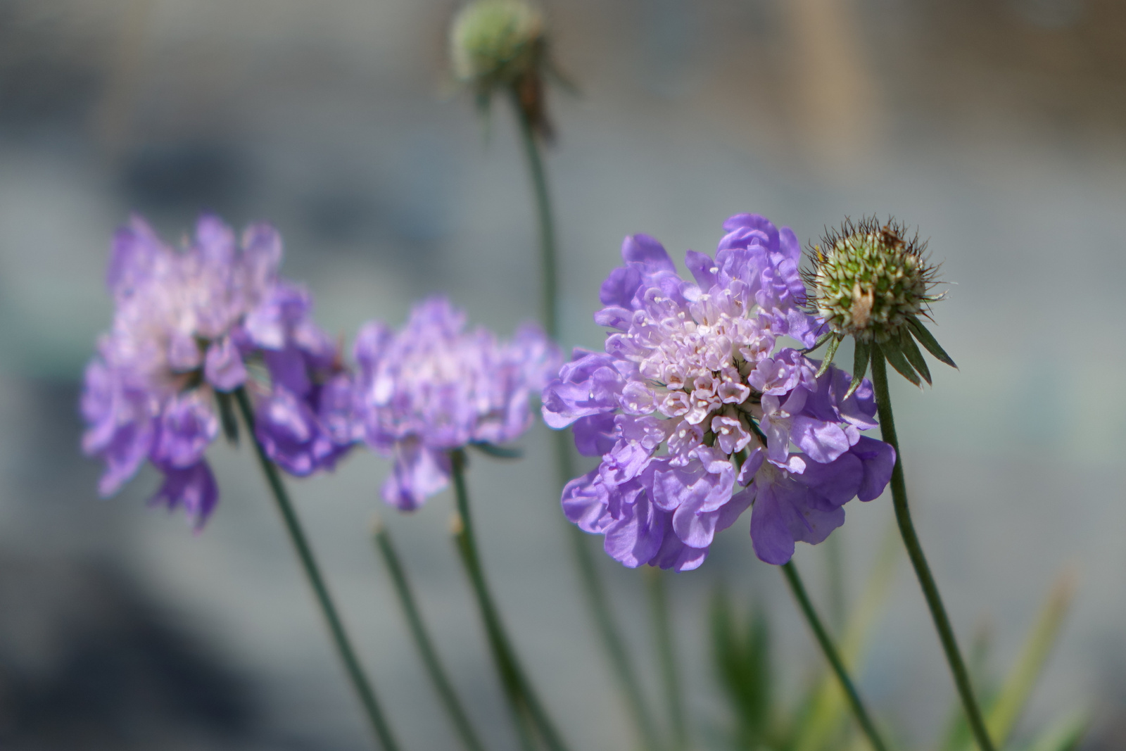 Scabiosa columbaria ‘Blue Note’ Drakiew kolumbijska „Blue Note ...