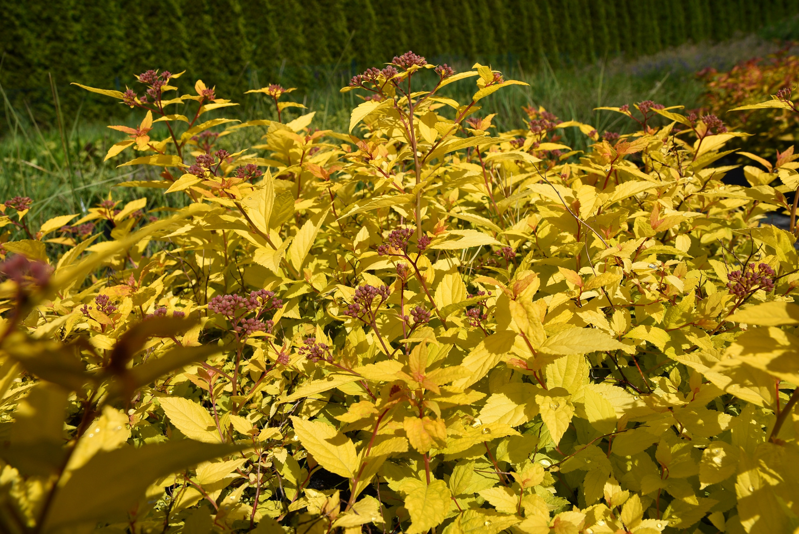 Spiraea japonica 'Golden Princess' Tawuła japońska 'Golden Princess' 1 ...