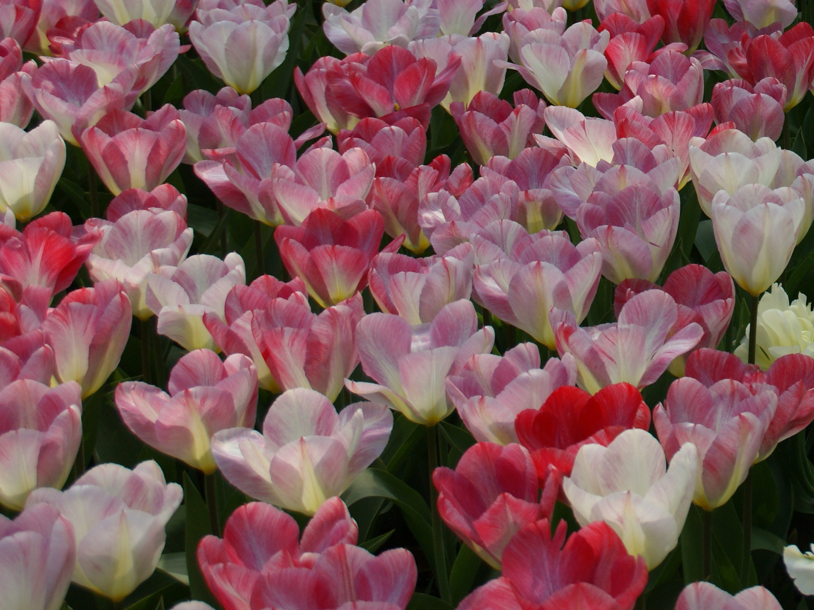 Tulipan Flaming Purissima | Cebule kwiatowe Nowości