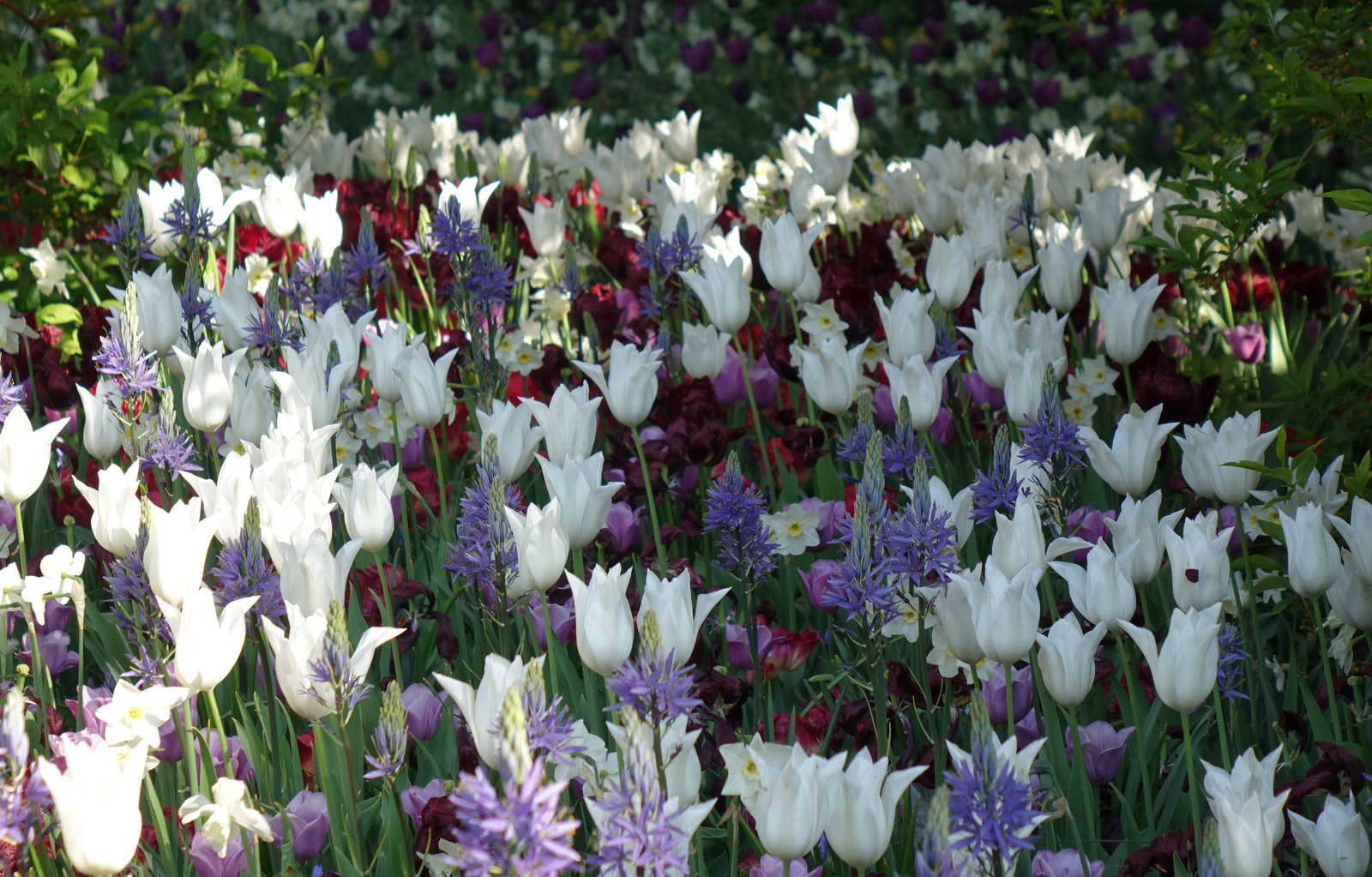 Tulipan White Triumphator | Cebule kwiatowe Nowości