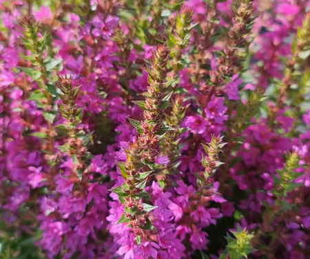 Lythrum salicaria ‘Robin’ Krwawnica pospolita ‘Robin’ | Byliny Strona ...